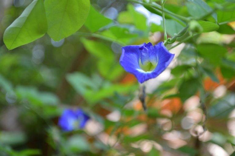 Shankhpushpi: Benefits, Uses, and Side Effects | rootbabes